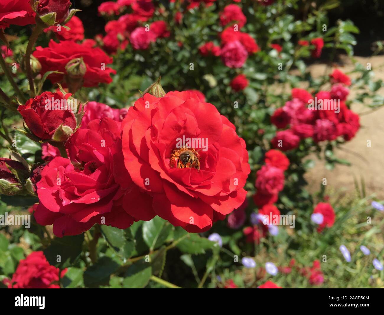 Closeup with a bee inside of a garden rose surrounded by bushes and ...