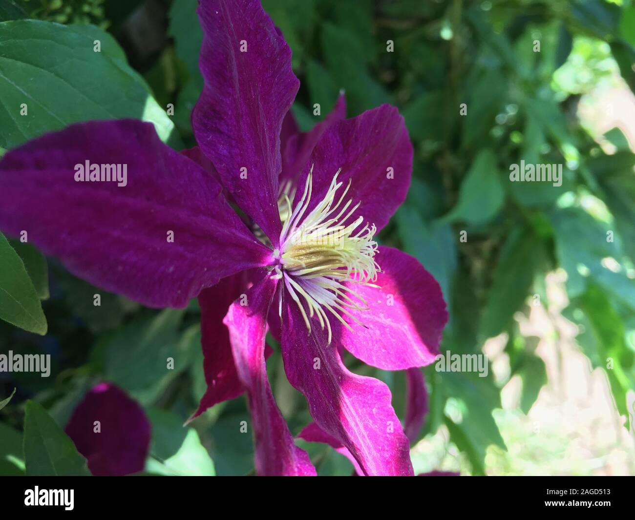 Closeup of a violet Peruvian lily surrounded by large leaves with a ...