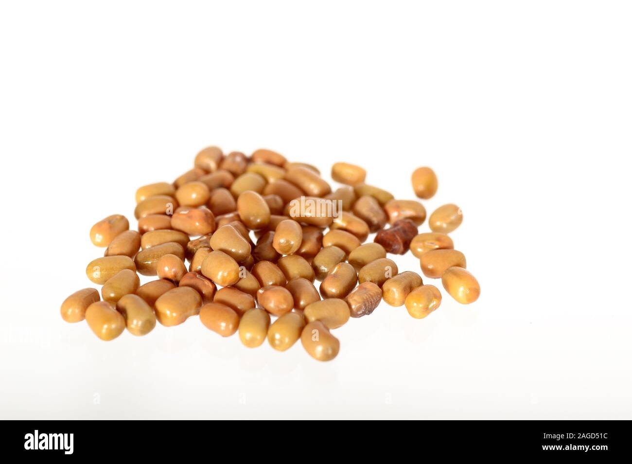 Closeup Of Moth Beans, Indian name Matki, Closeup of moth beans a ...
