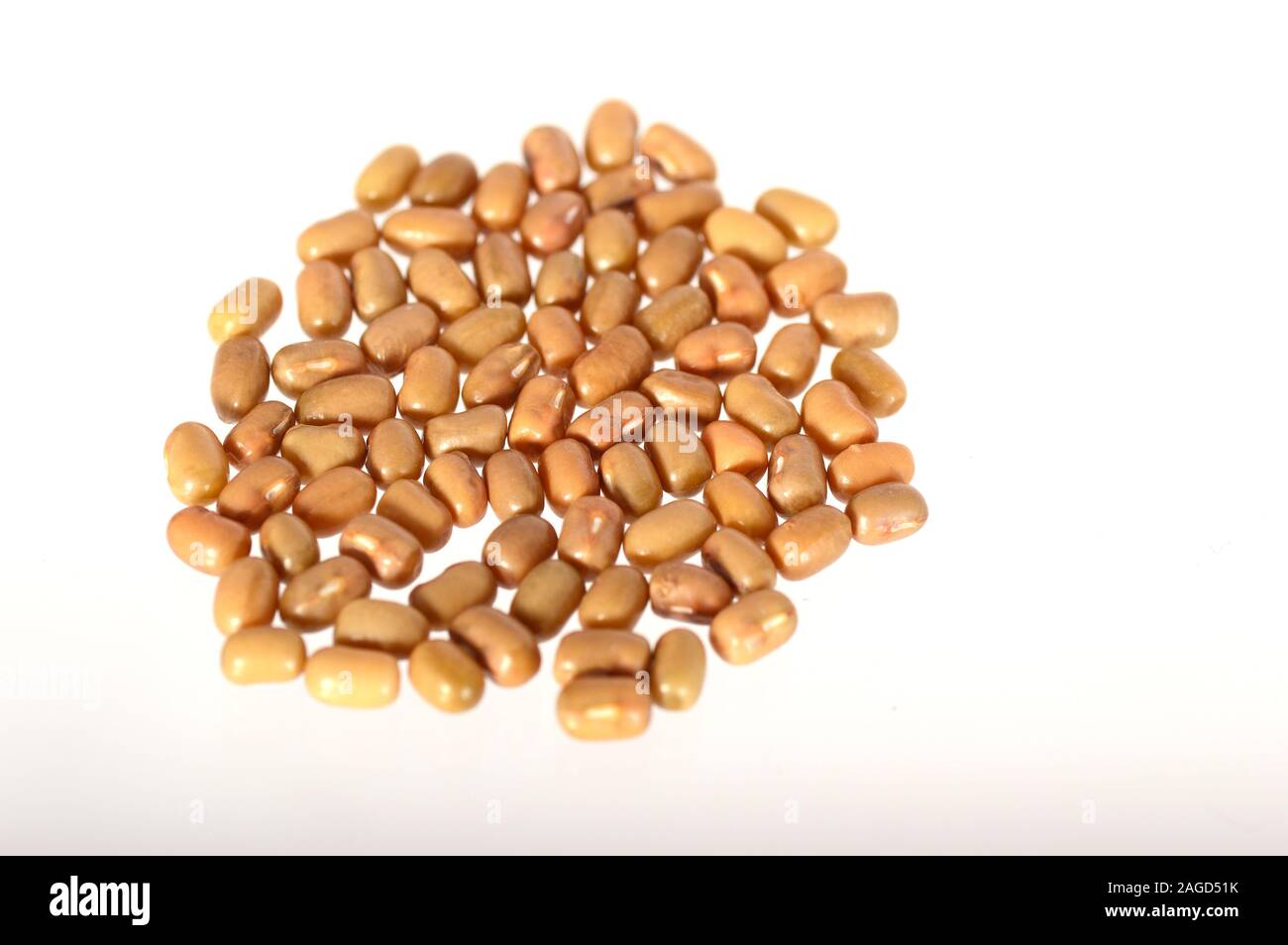 Closeup Of Moth Beans, Indian name Matki, Closeup of moth beans a ...