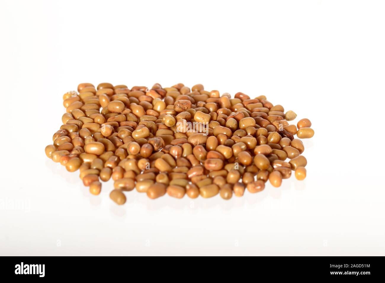 Closeup Of Moth Beans, Indian name Matki, Closeup of moth beans a ...