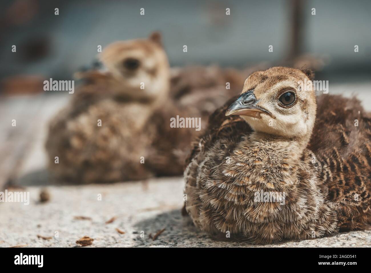 Photo of a two wild baby peacocks Stock Photo - Alamy