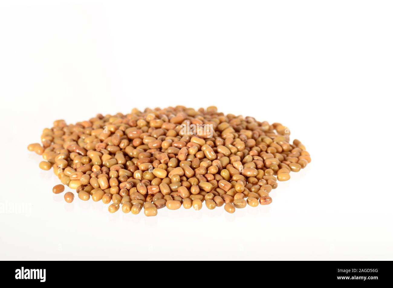 Closeup Of Moth Beans, Indian name Matki, Closeup of moth beans a ...