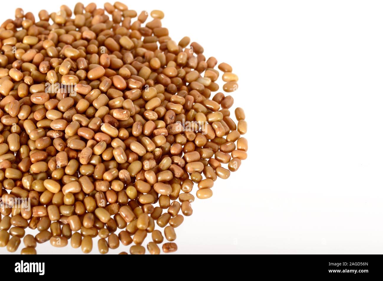 Closeup Of Moth Beans, Indian name Matki, Closeup of moth beans a ...