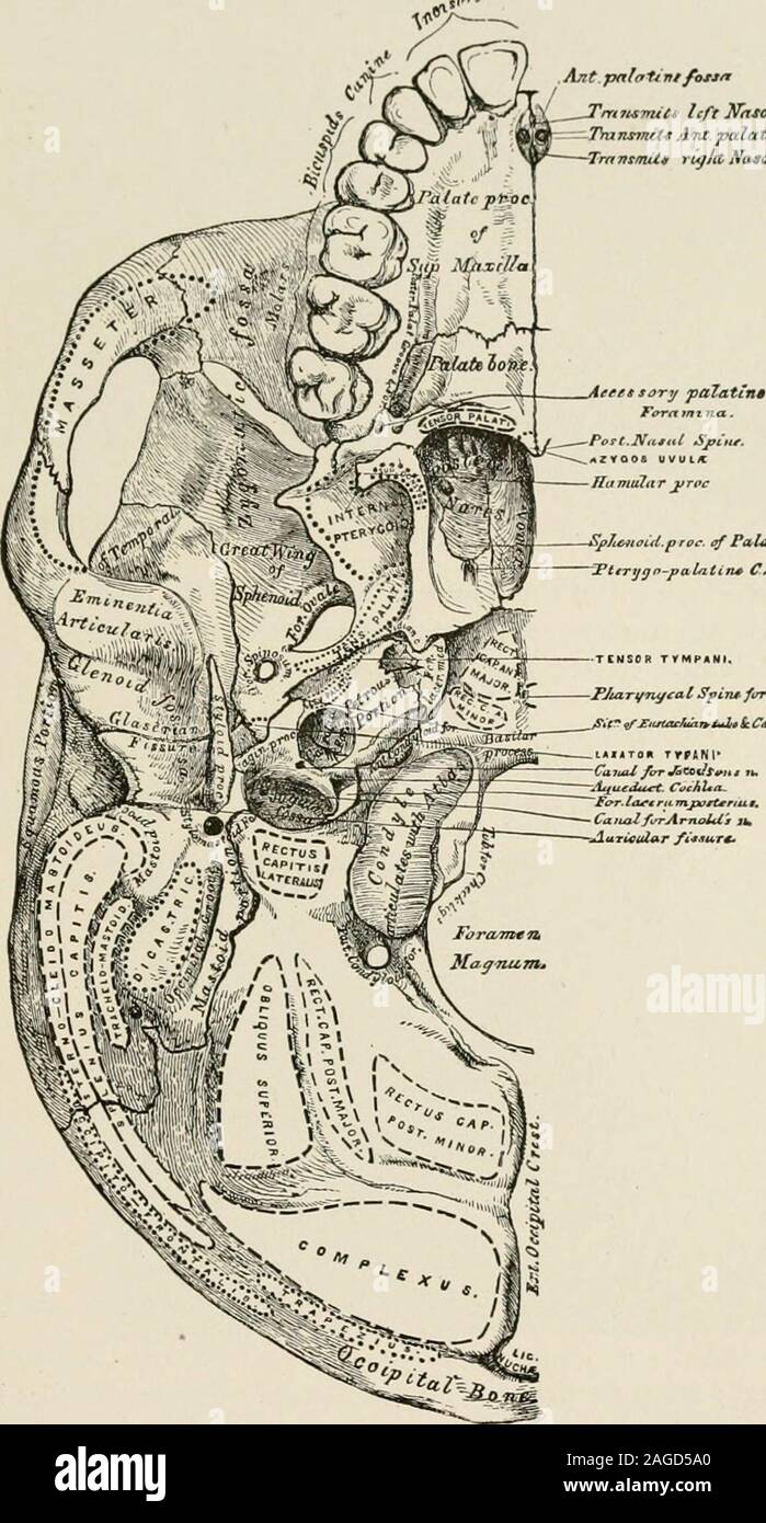 . Local and regional anesthesia; with chapters on spinal, epidural ...