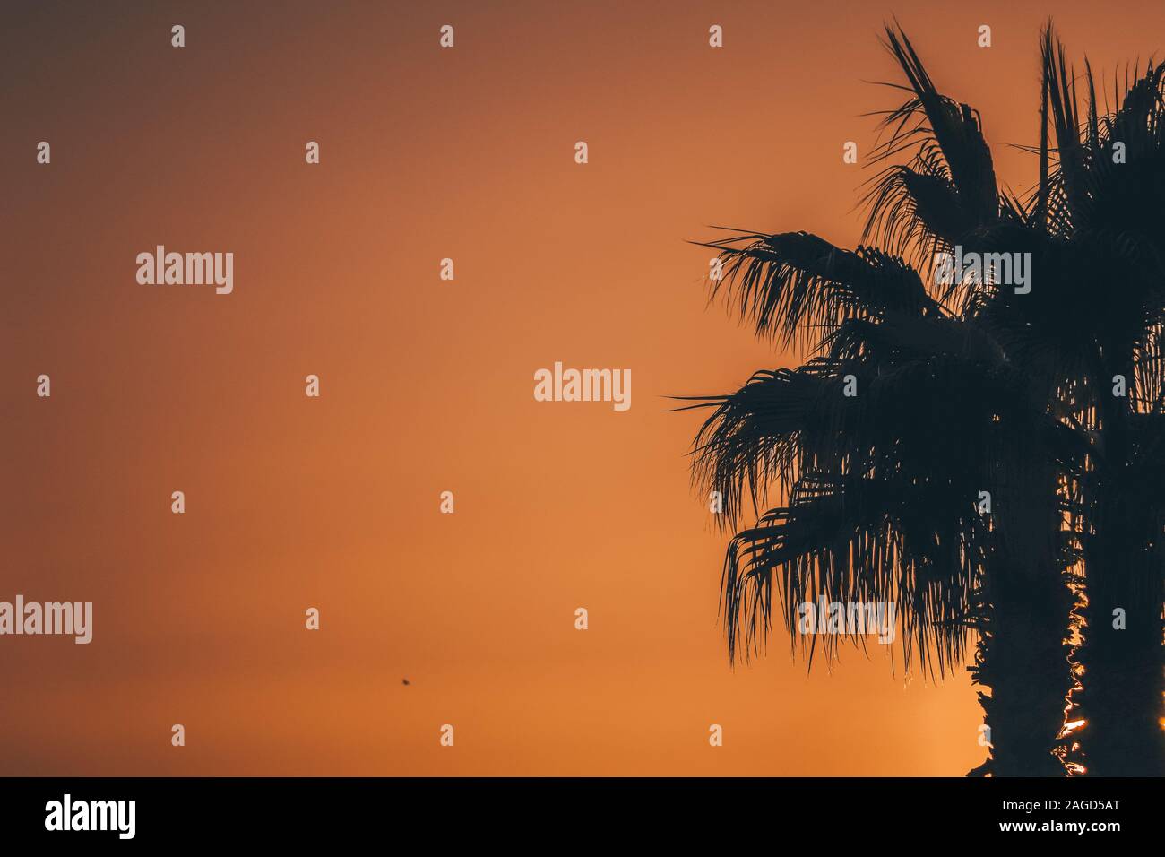 Palm trees at sunset silhouette Stock Photo - Alamy