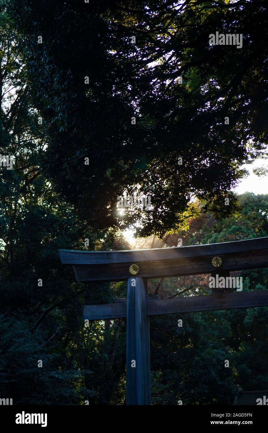 Breathtaking scenery of the sun rising over the mesmerizing autumn ...