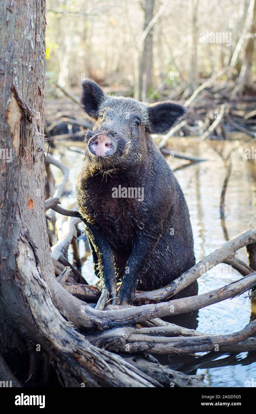 Vertical shot of a pig with a humble facial expression standing on a ...