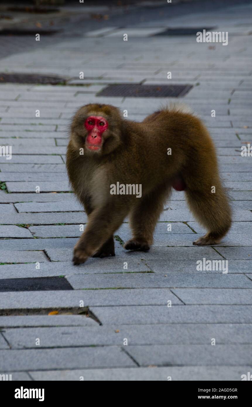 Cartoon monkey walk hi-res stock photography and images - Alamy