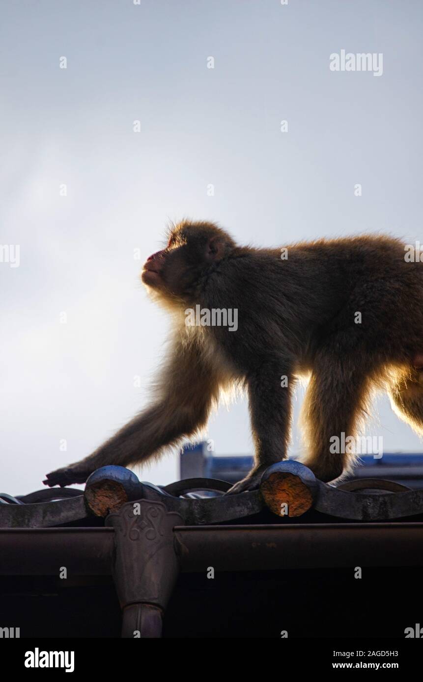 Monkey walking on a roof with its head high in a proud position Stock ...