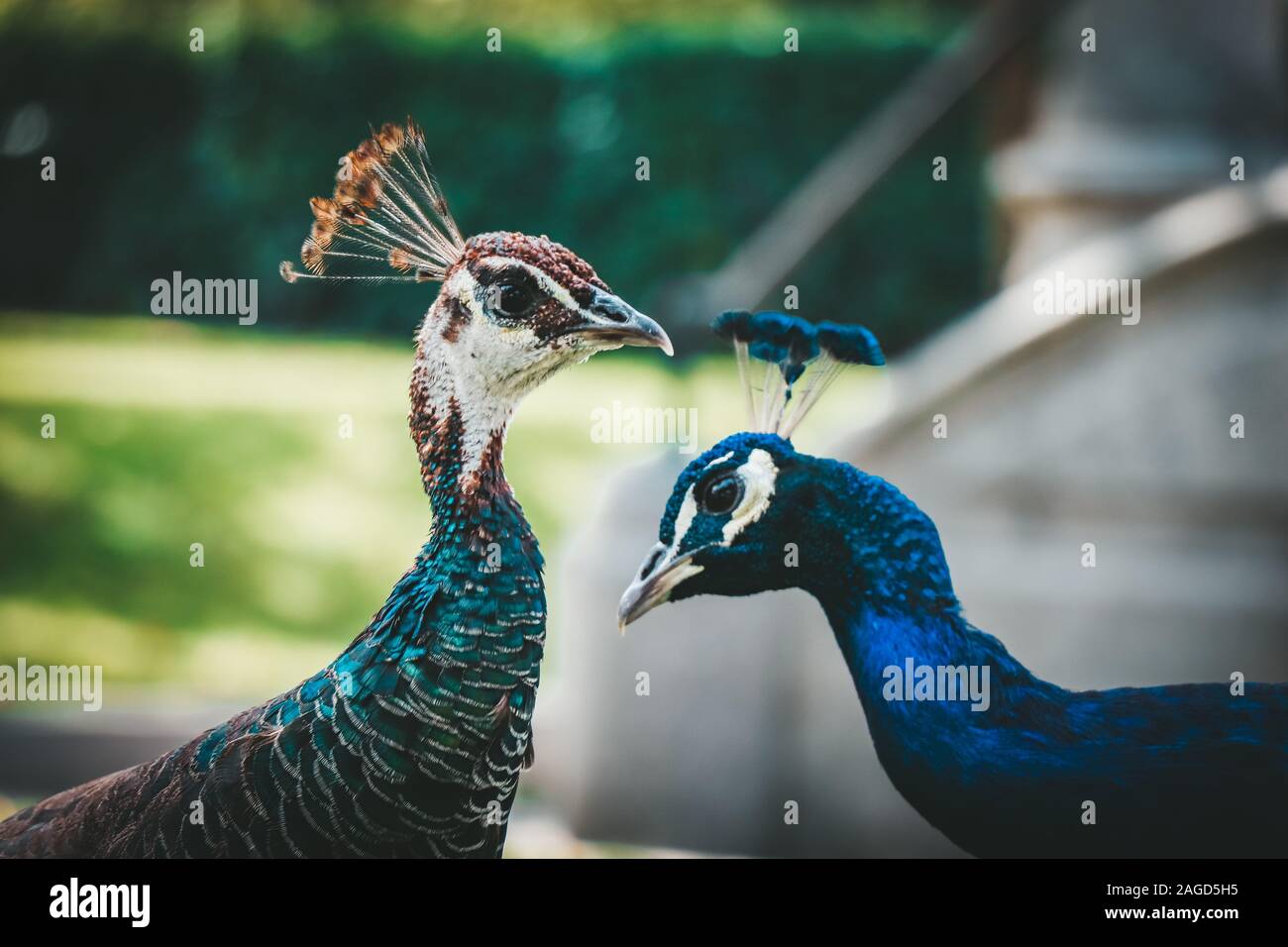 Photo of a couple of wild peacocks Stock Photo - Alamy