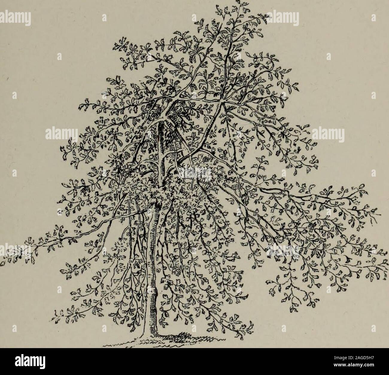 Spurious service tree hi-res stock photography and images - Alamy