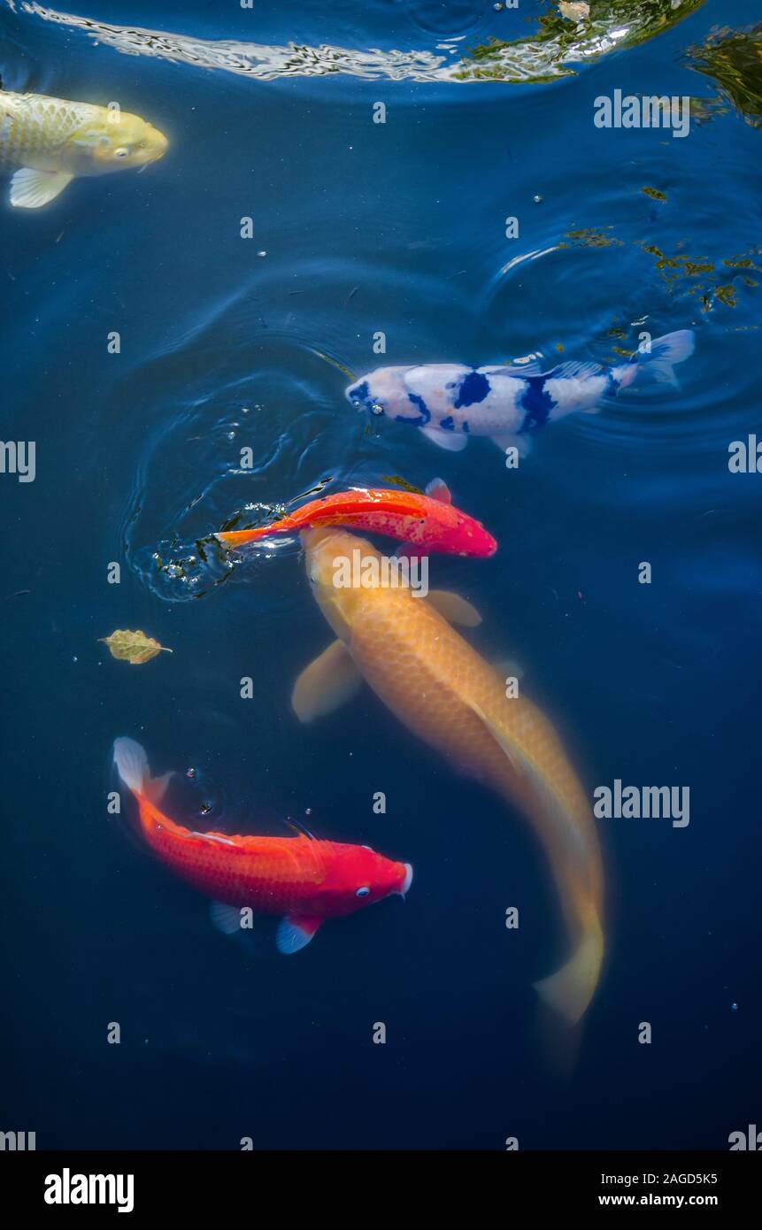 High Angle Ocean Fish