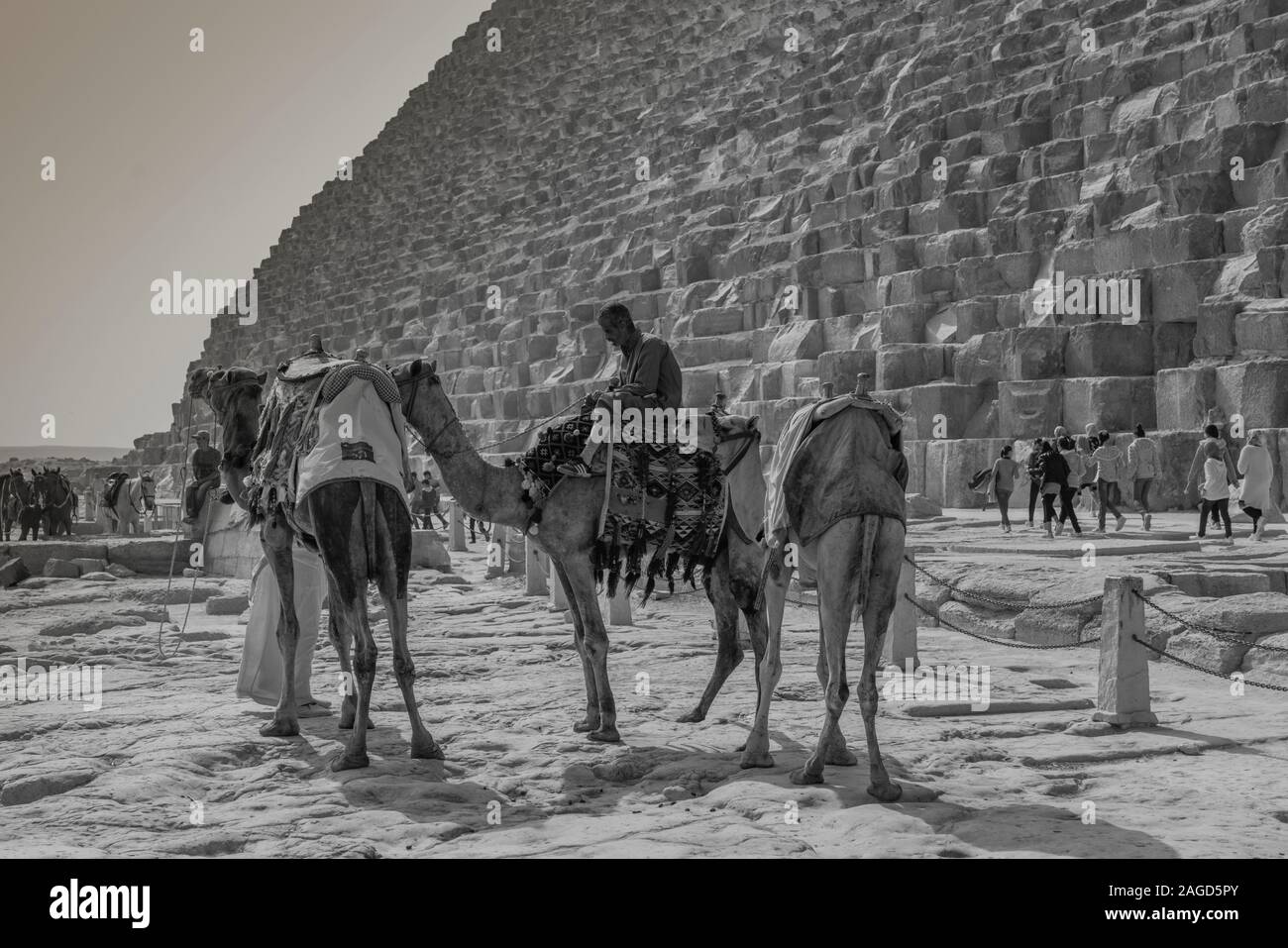 NOVEMBER 2019, CAIRO EGYPT, View of the Camel in front of Great ...