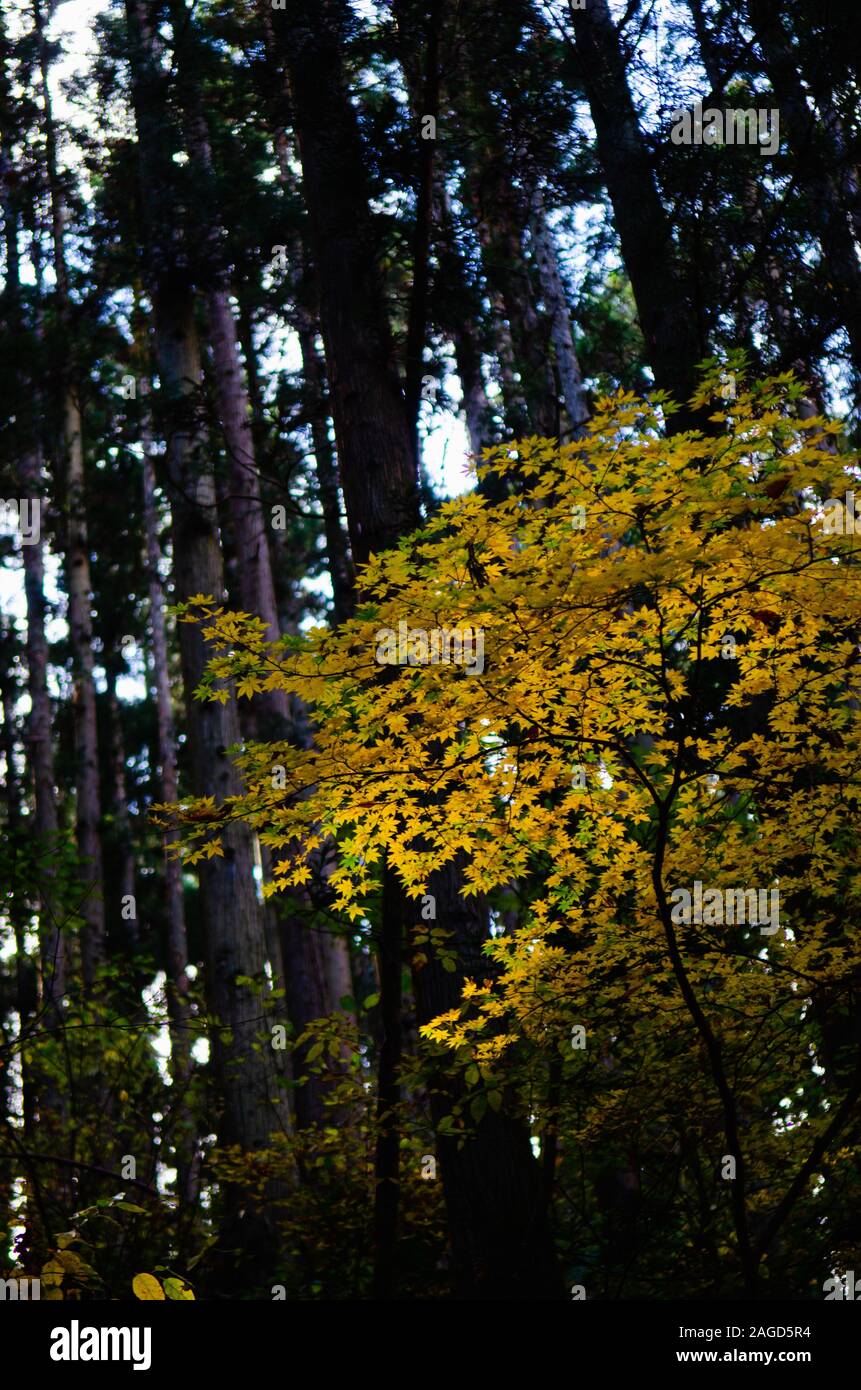 Vertical low angle shot of a forest full of tall trees in the early morning Stock Photo - Alamy