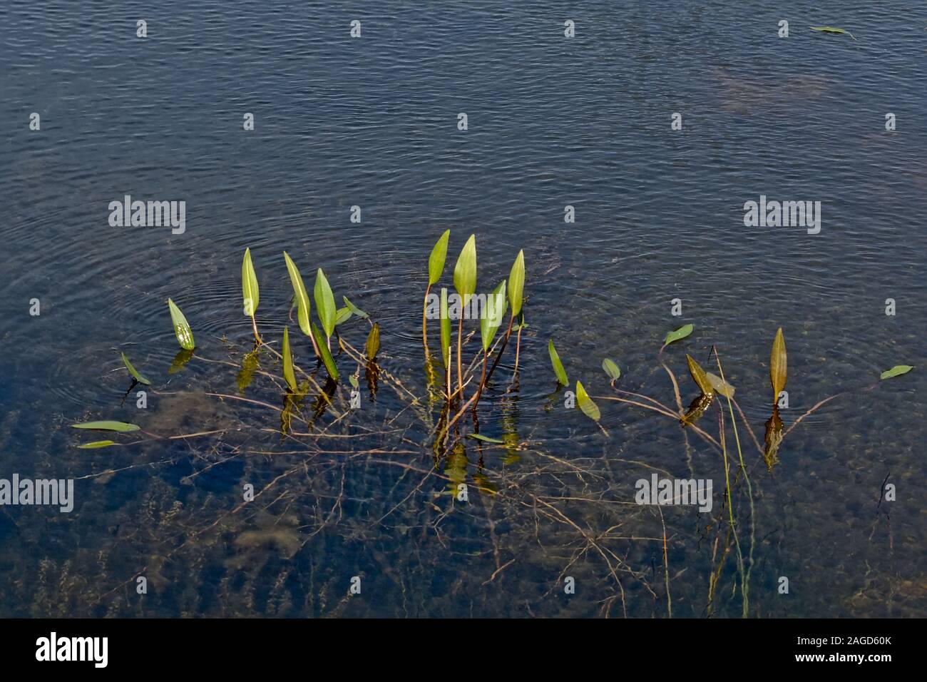 Download preview American water plantain plants in a dark pool - Alisma ...