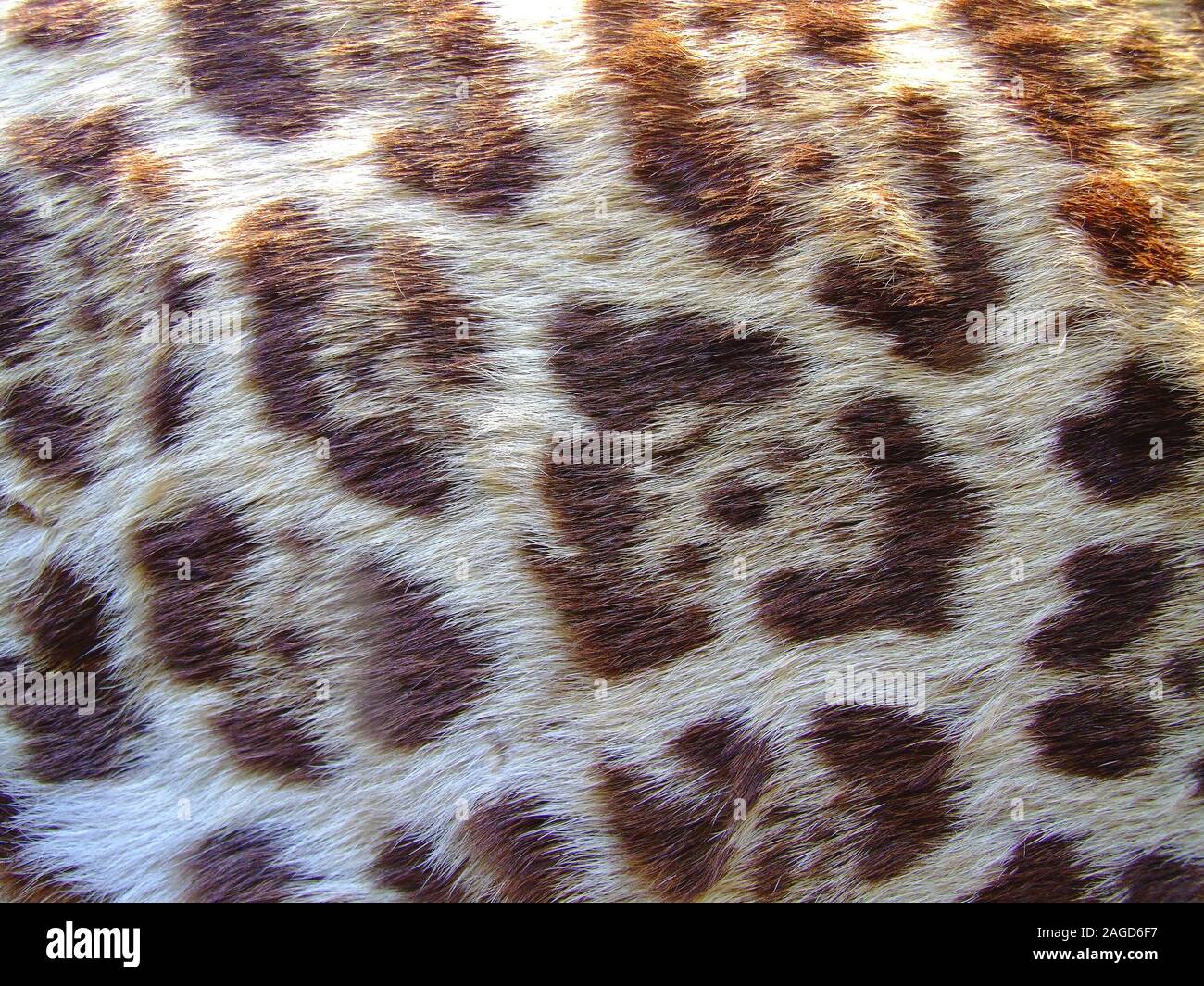 Real texture of wild leopard skin fur Stock Photo - Alamy