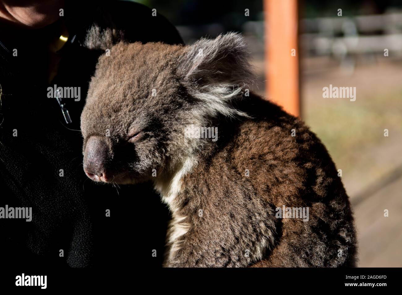 Brown baby koala sleeping on the chest of a smiling human with a blurry ...