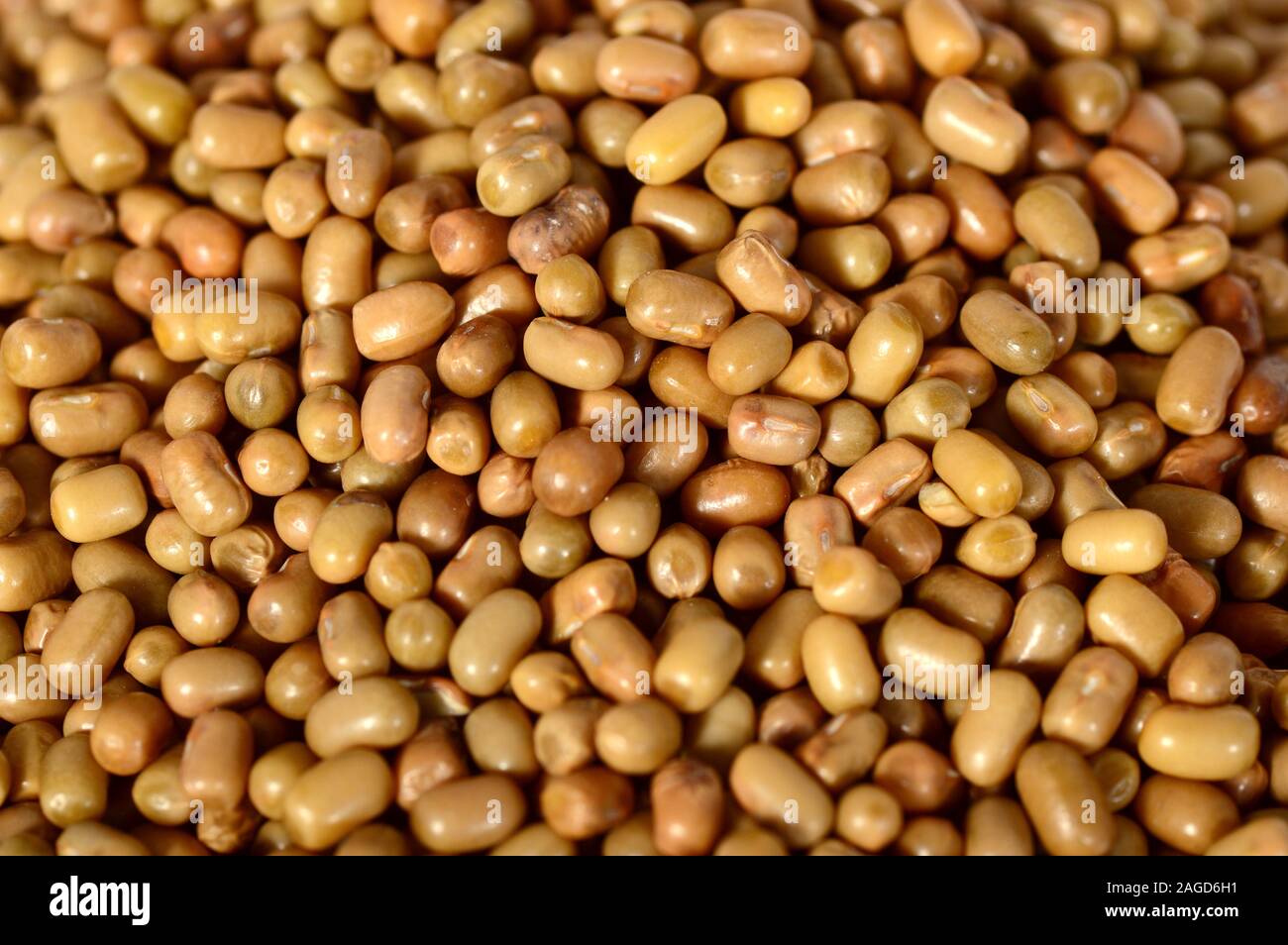 Closeup Of Moth Beans, Indian name Matki, Closeup of moth beans a ...