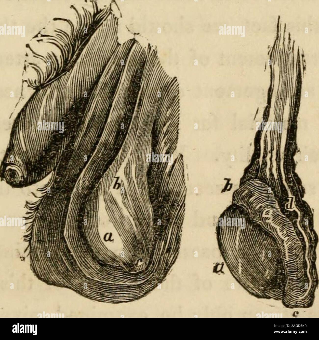 . On sterility in the male and female, its causes and treatment. a ...