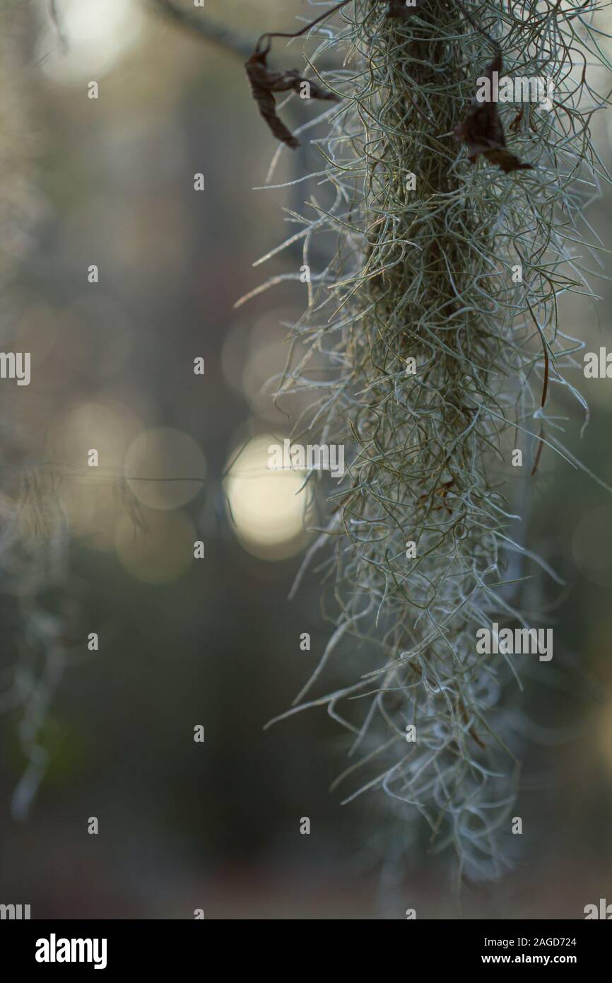 Spanish moss hanging in the late afternoon light Stock Photo - Alamy