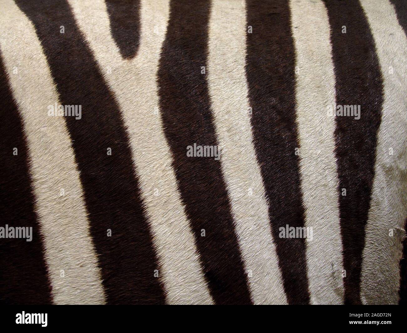 Real zebra stripes pattern texture hi-res stock photography and images ...