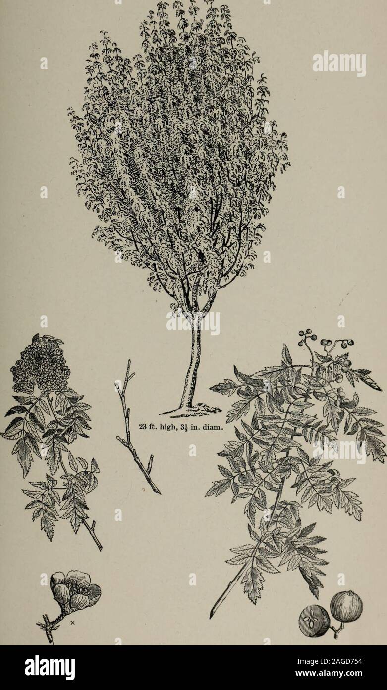 Morbus hi-res stock photography and images - Alamy