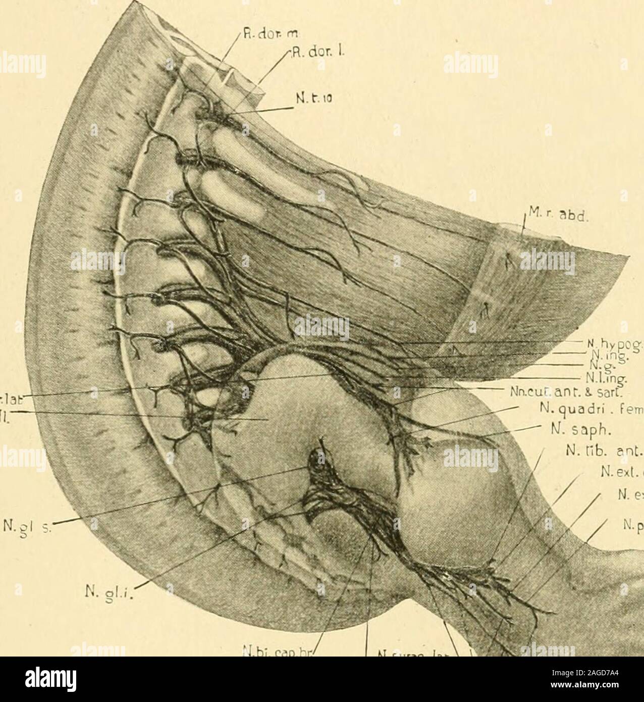 . The American journal of anatomy. N vise,pud.N caud.^ N quadr fern N ...