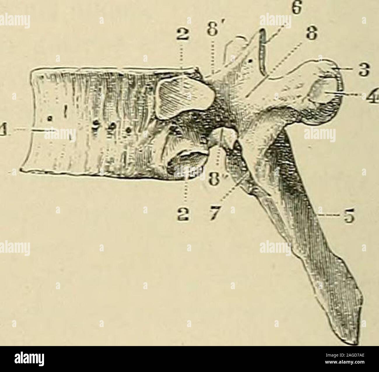. TraitÃ© d'anatomie humaine : anatomie descriptive, histologie, dÃ ...