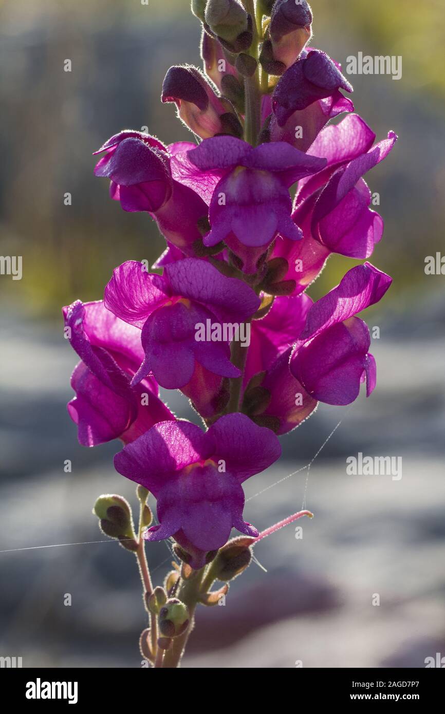 inflorescence of Antirrhinum tortuosum, Antirrhinum majus , Greater ...