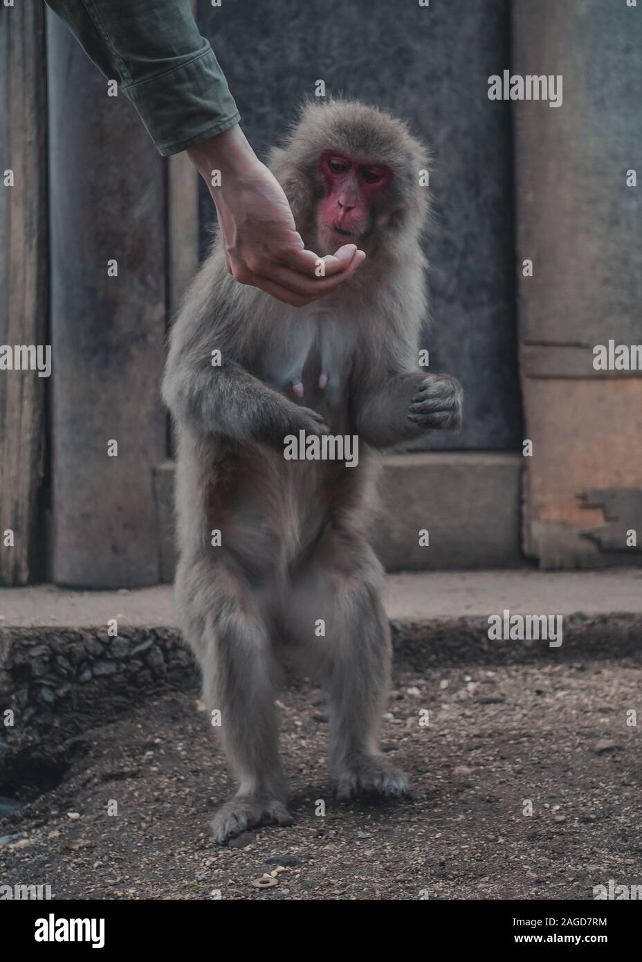 Vertical picture of a human hand-feeding a standing grey Japanese ...