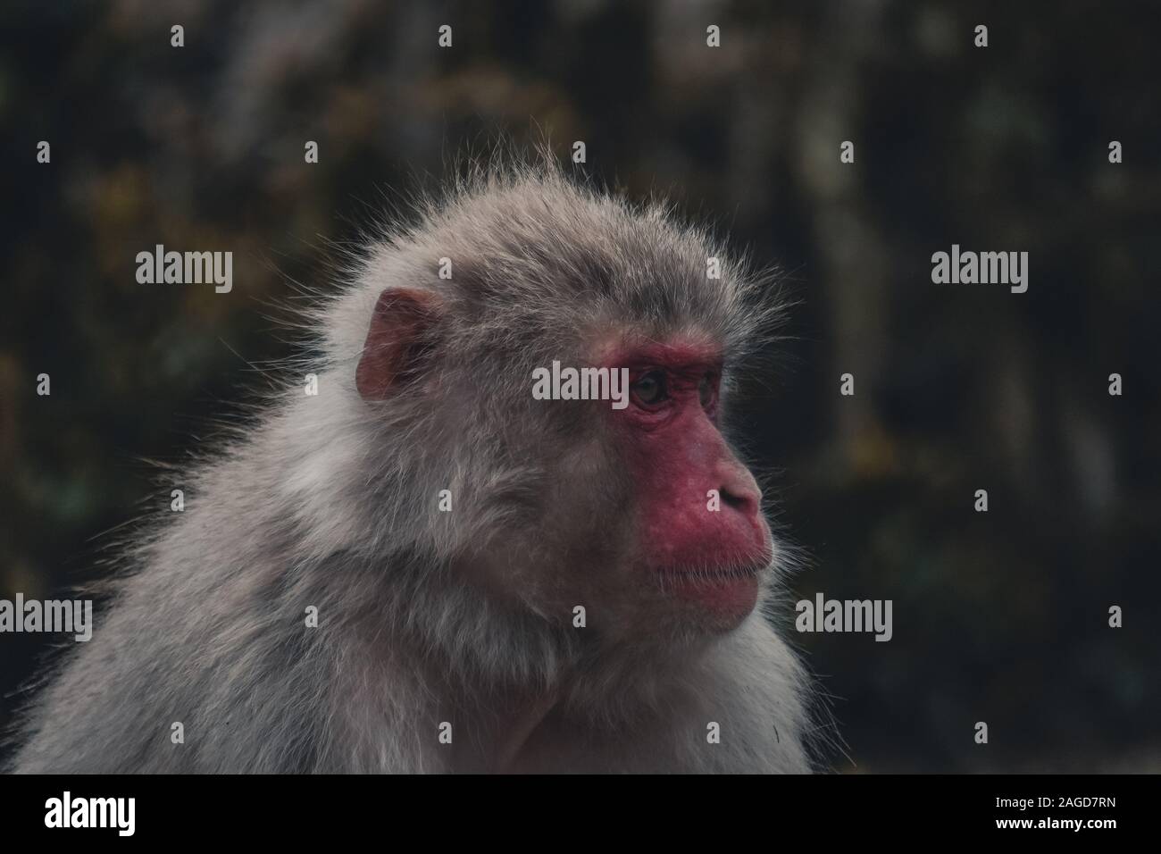Portrait of a Japanese macaque with a red face looking right with a ...