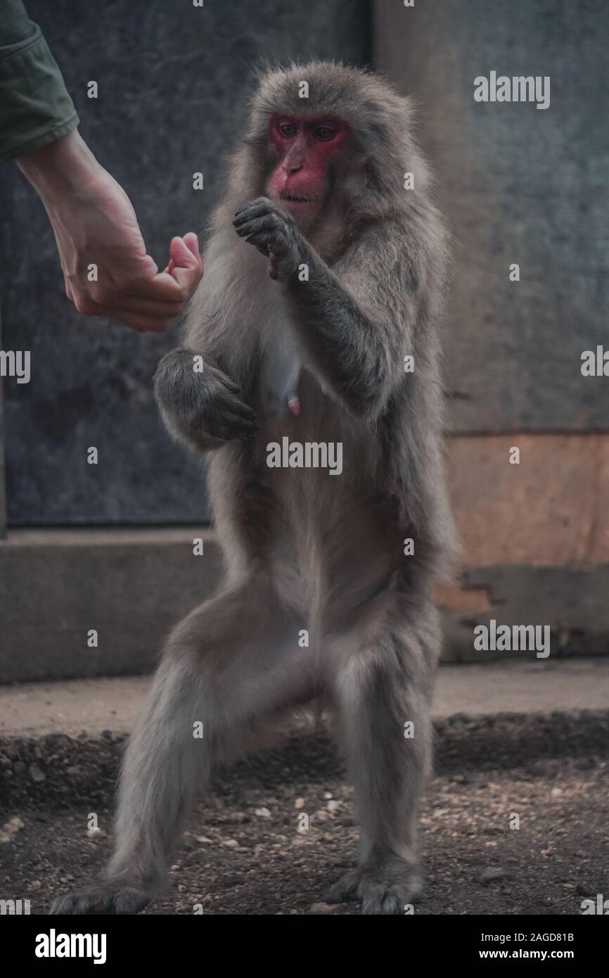 Vertical picture of a human hand-feeding a standing grey Japanese ...