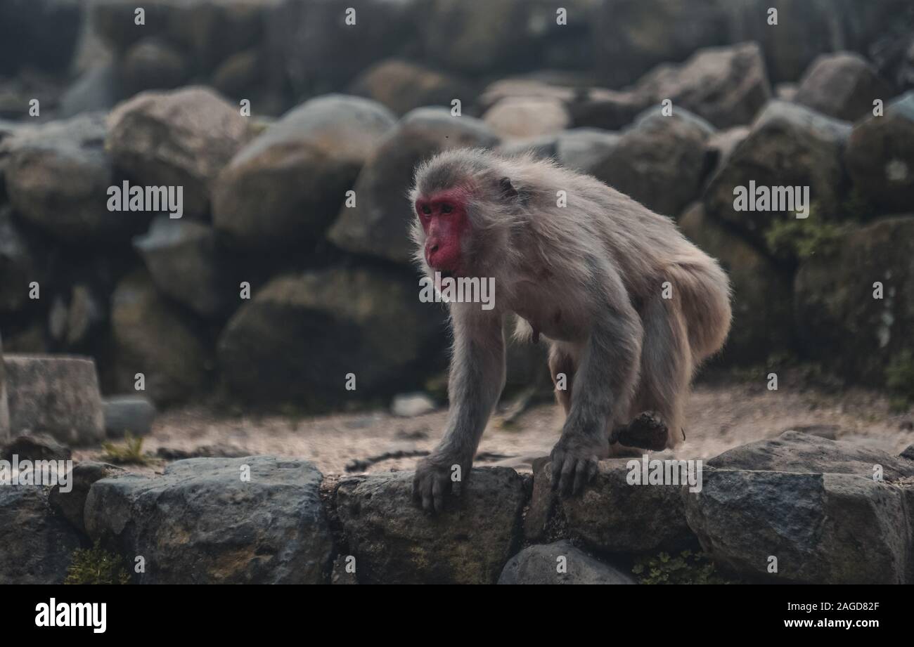 Picture of a big grey Japanese macaque with a red face standing on ...