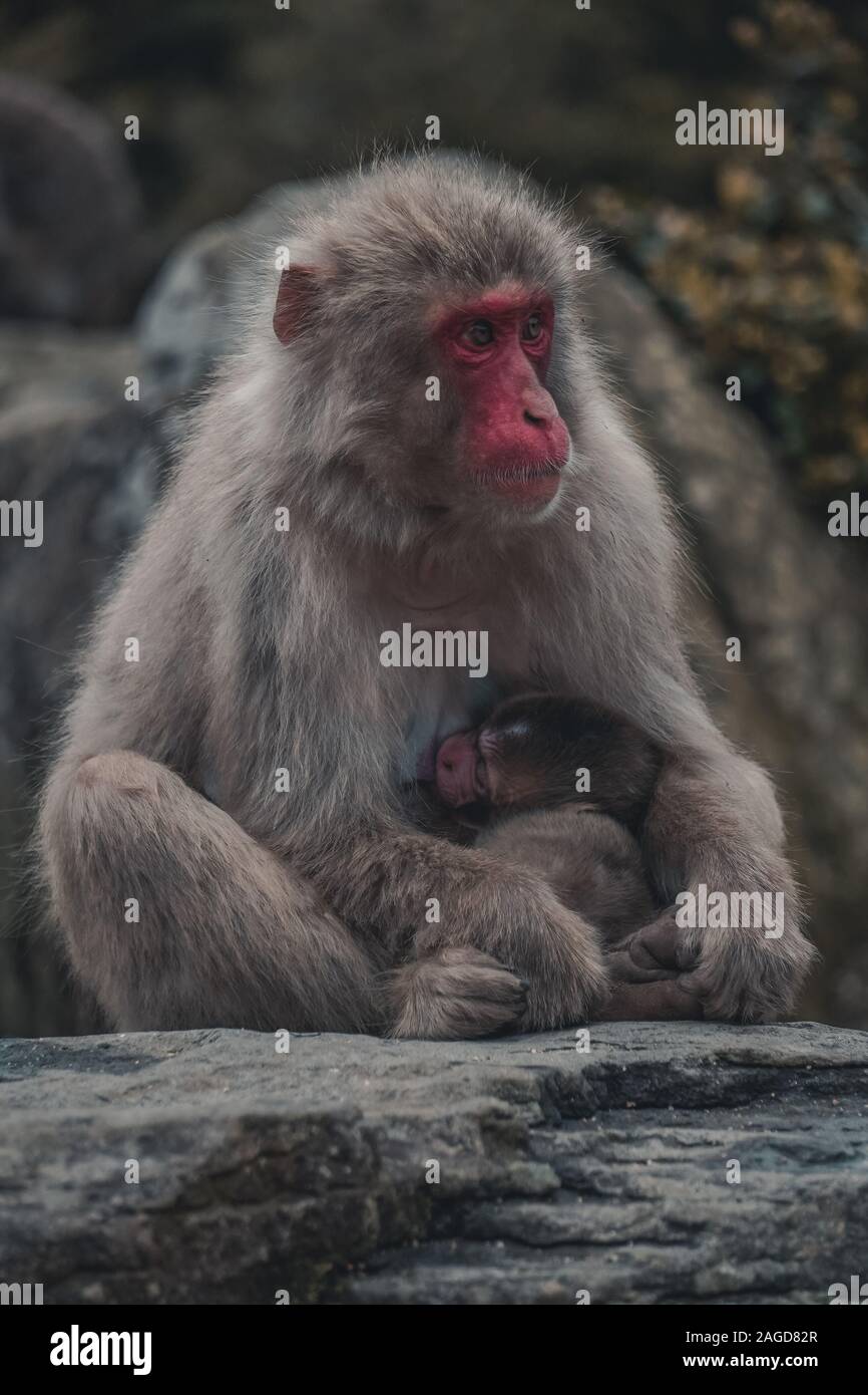 Vertical picture of a grey Japanese macaque with a red face holding its ...
