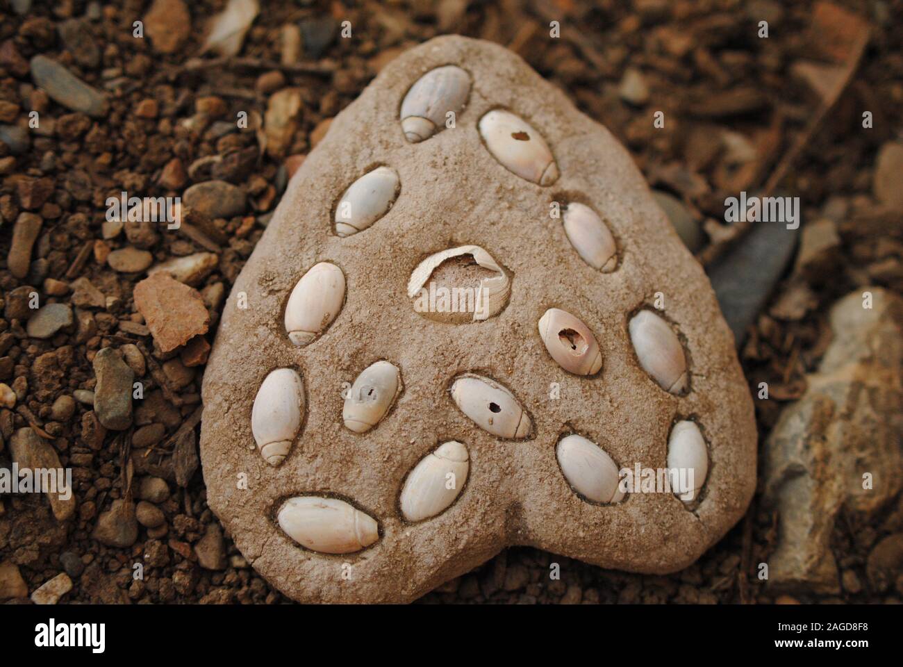 Shells in concrete hi-res stock photography and images - Alamy