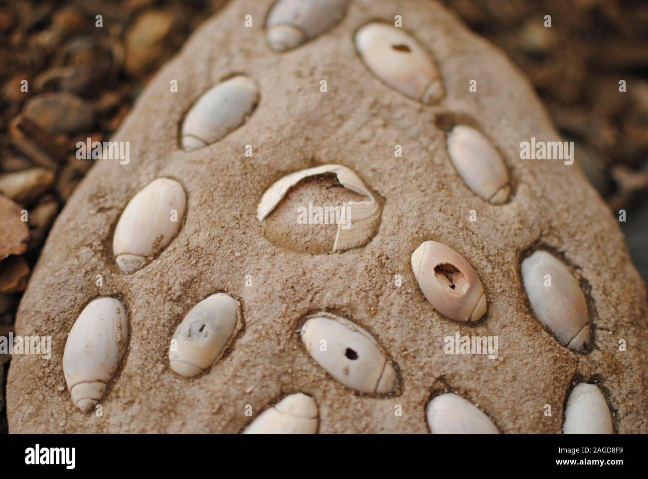 Shells in concrete hi-res stock photography and images - Alamy