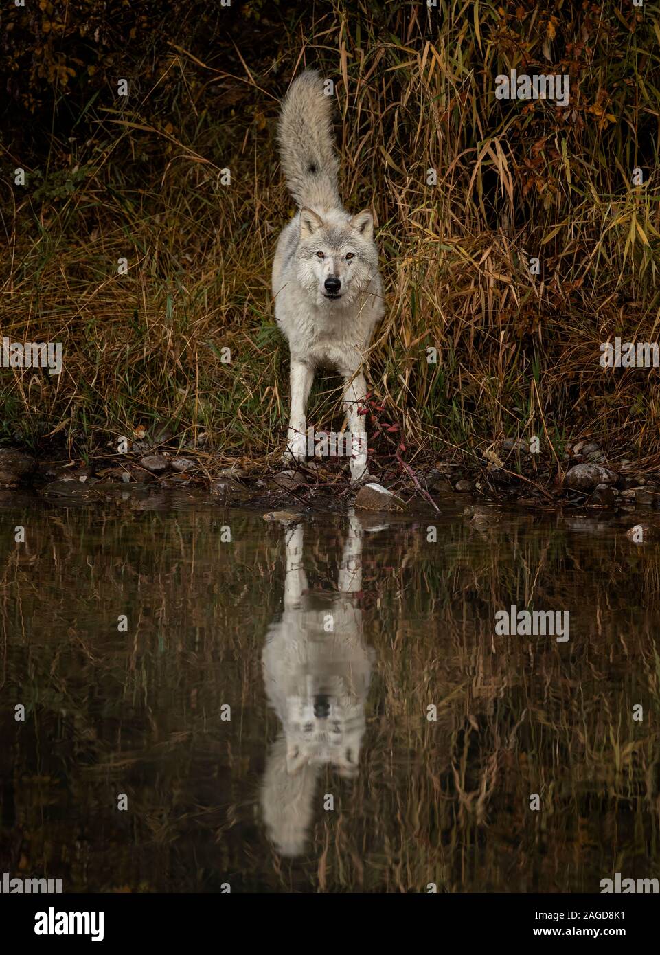 Wolf pups playing hi-res stock photography and images - Alamy