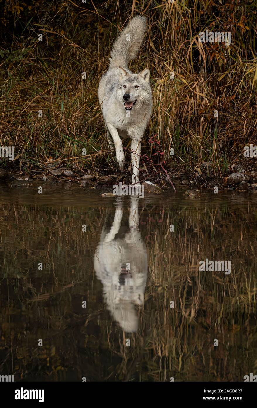 Wolf howl pond hi-res stock photography and images - Alamy