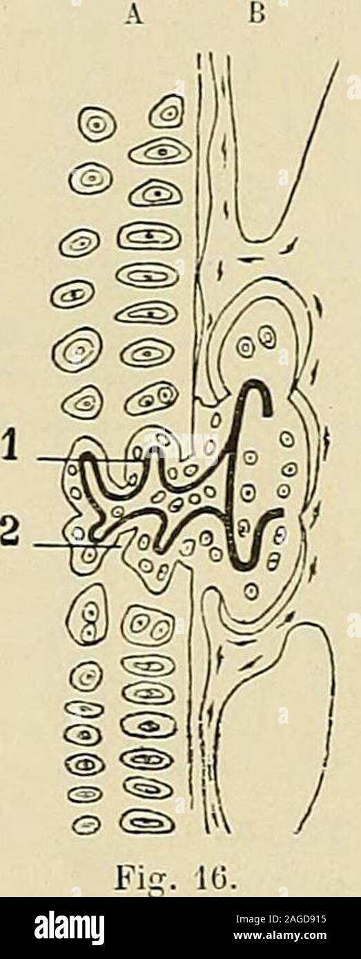 . Traité d'anatomie humaine : anatomie descriptive, histologie ...