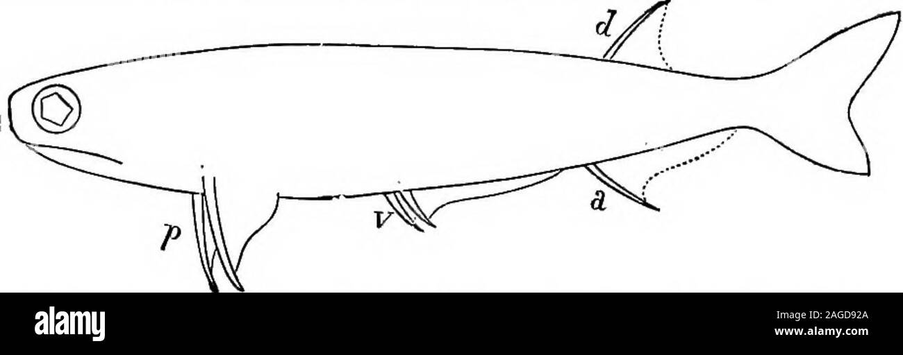 . Outlines of zoology. s, C. hectori. Extinct Orders Order 3 ...