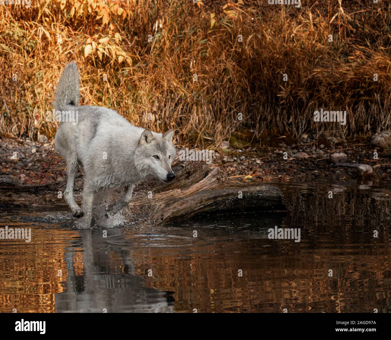Tundra Wolf playing and posing at the reflective pond Stock Photo - Alamy