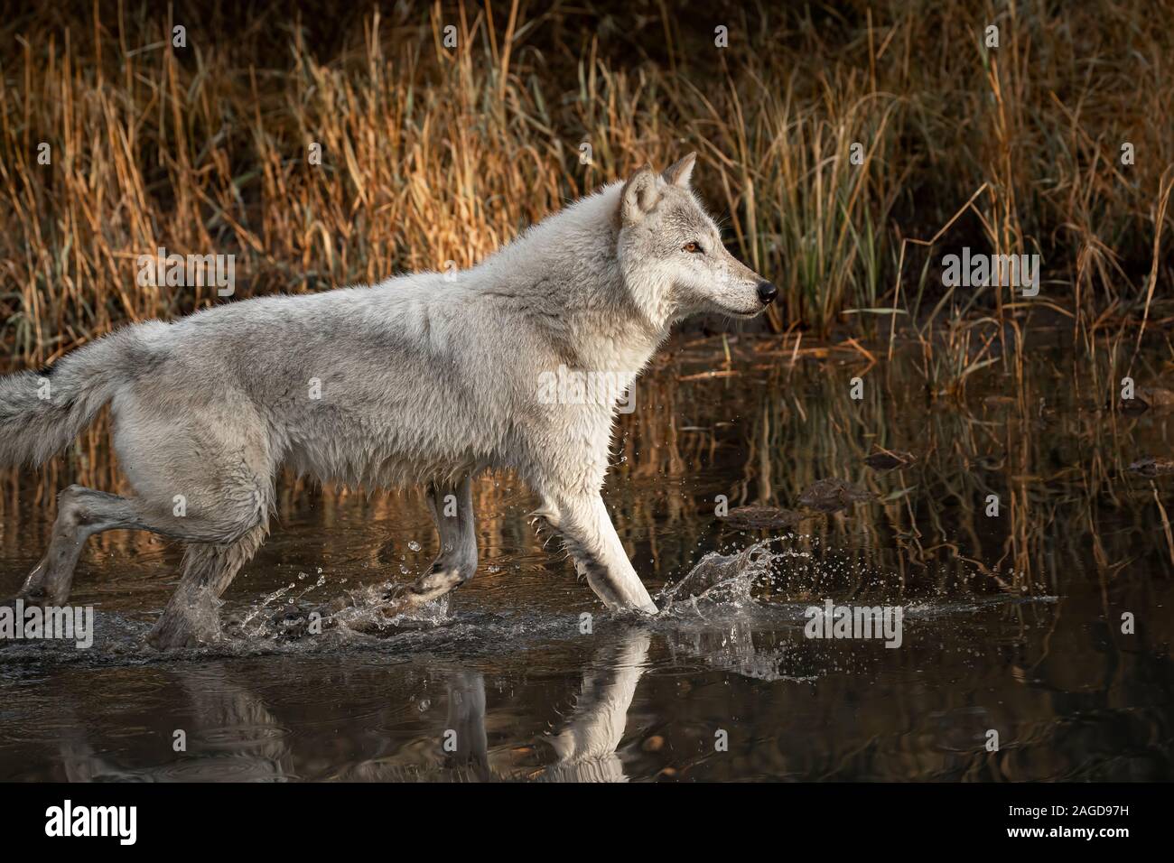 Wolf Pack Alpha Female High Resolution Stock Photography and Images - Alamy