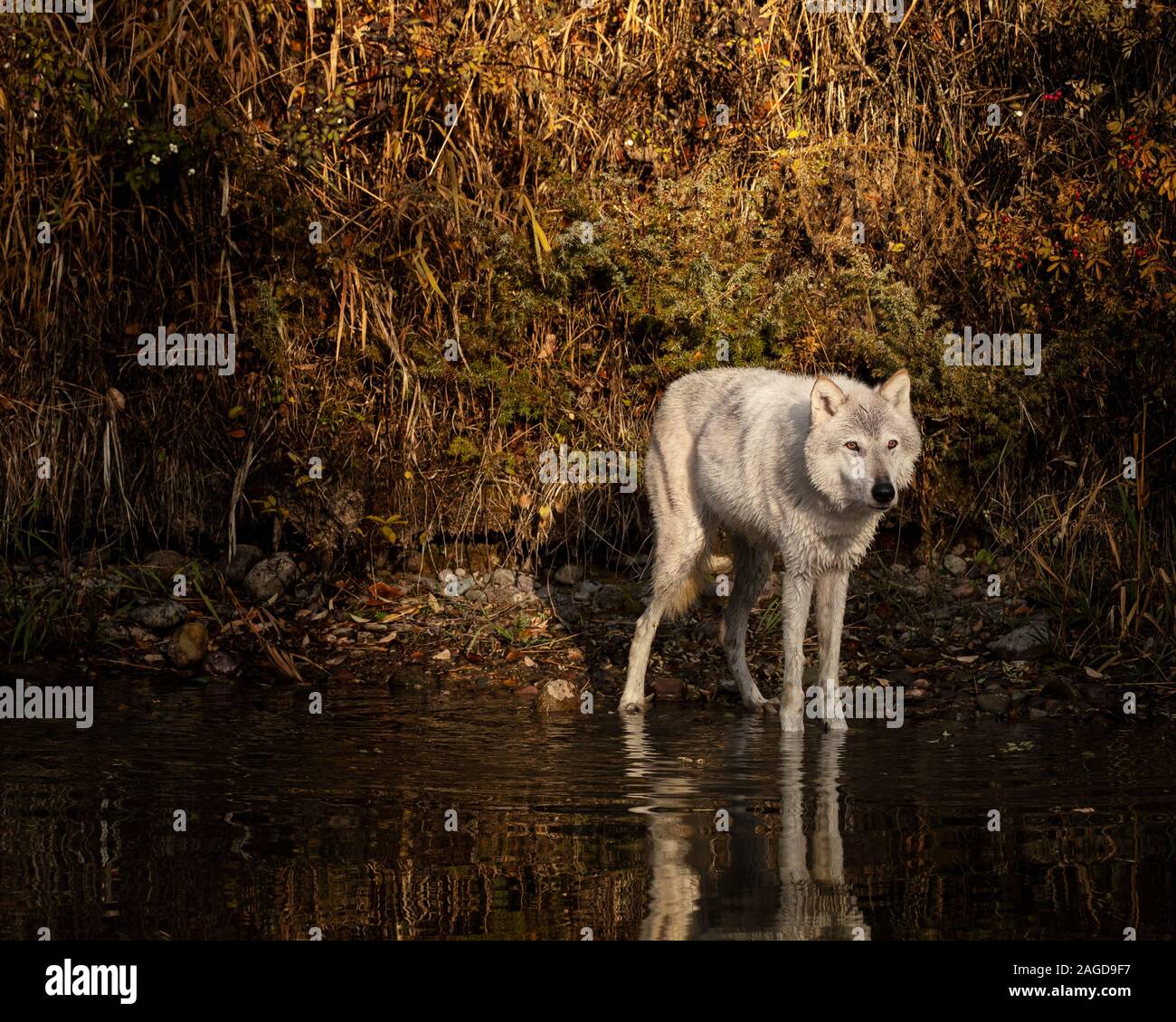 Wolf howl pond hi-res stock photography and images - Alamy