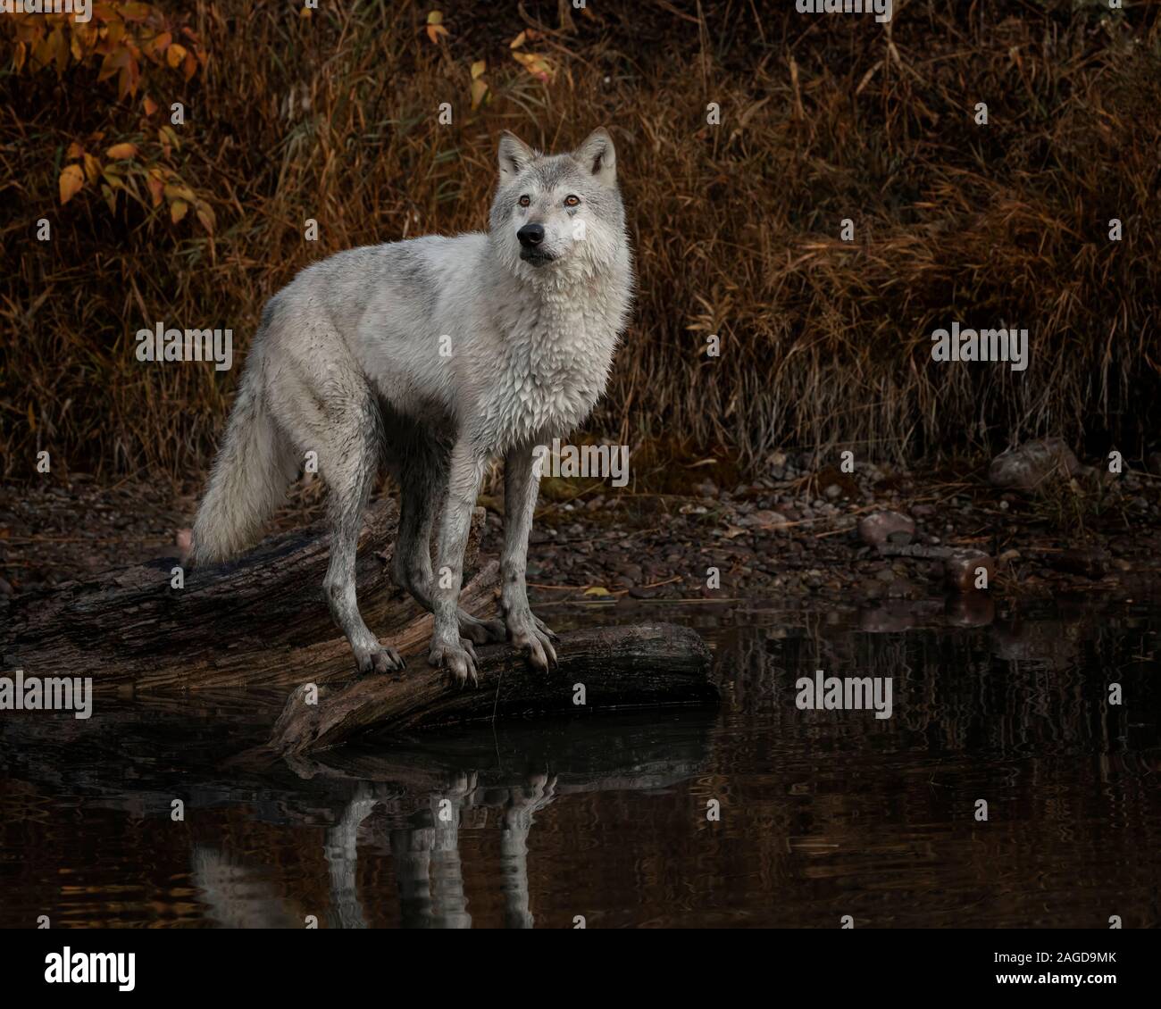 Wolf reflection Stock Photo - Alamy