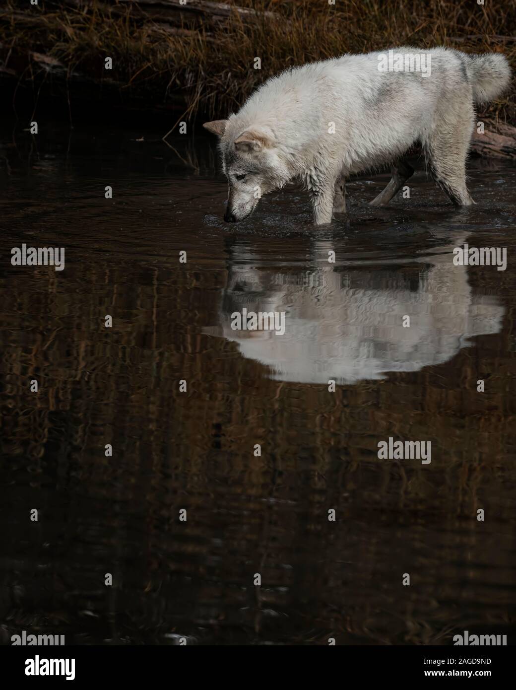 Wolf reflection Stock Photo - Alamy