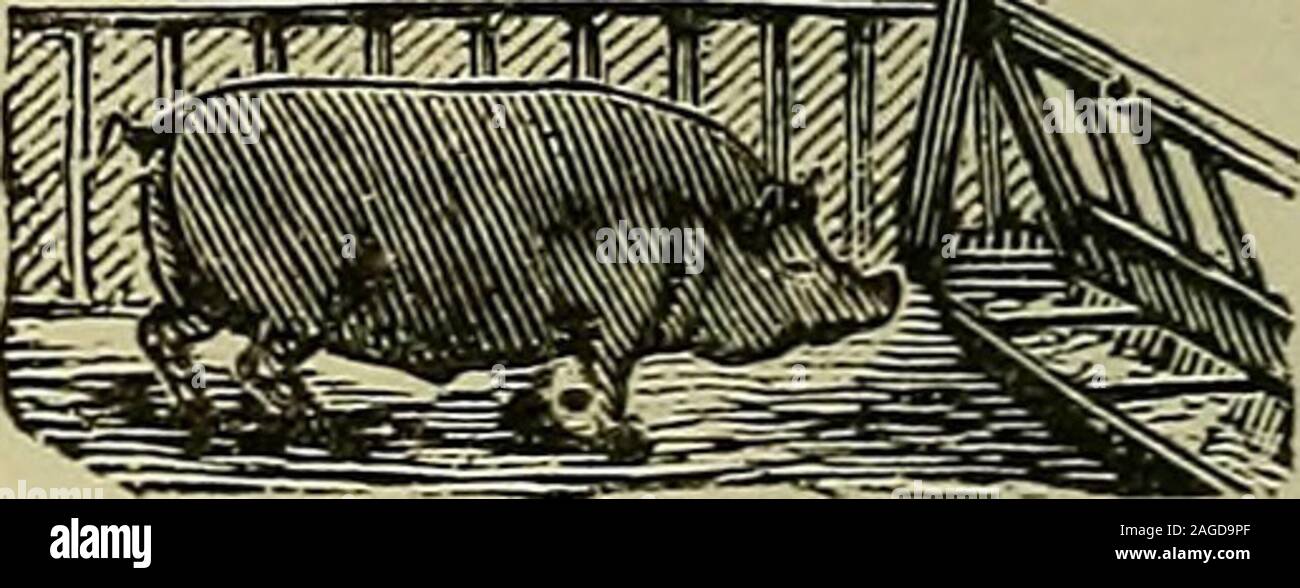 Rabbit exhibition breeding rabbits hi-res stock photography and images ...