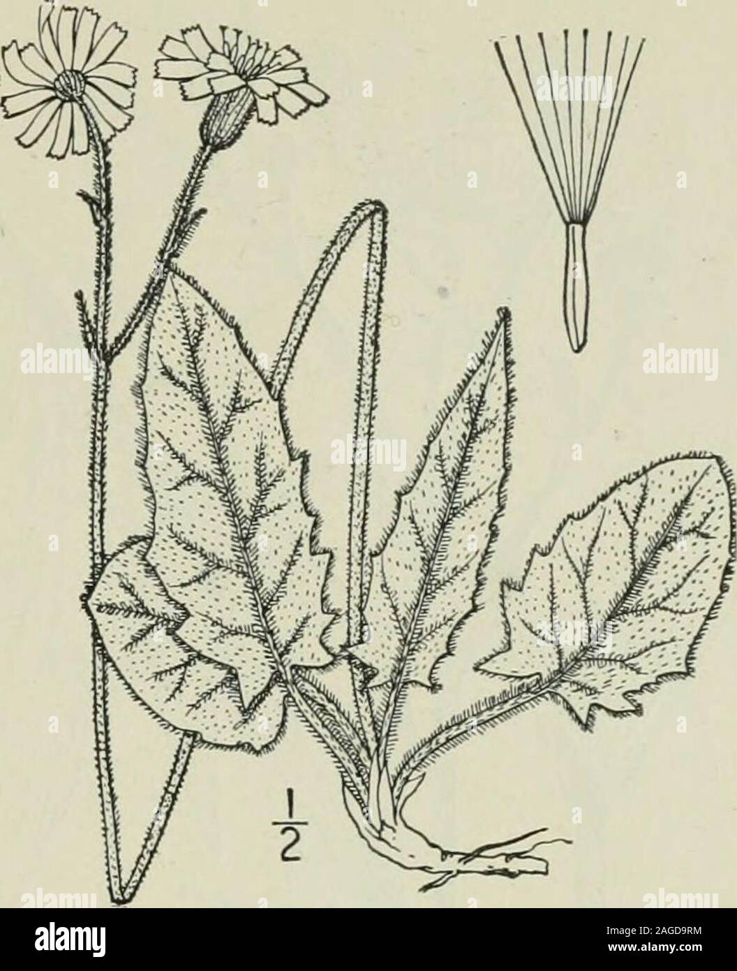 corymbiform inflorescence