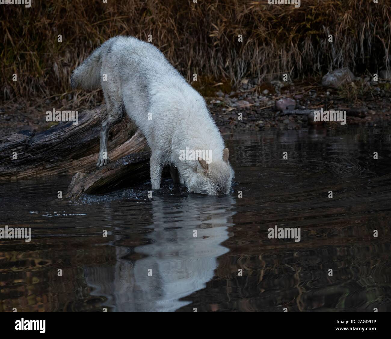 Wolf howl autumn hi-res stock photography and images - Alamy