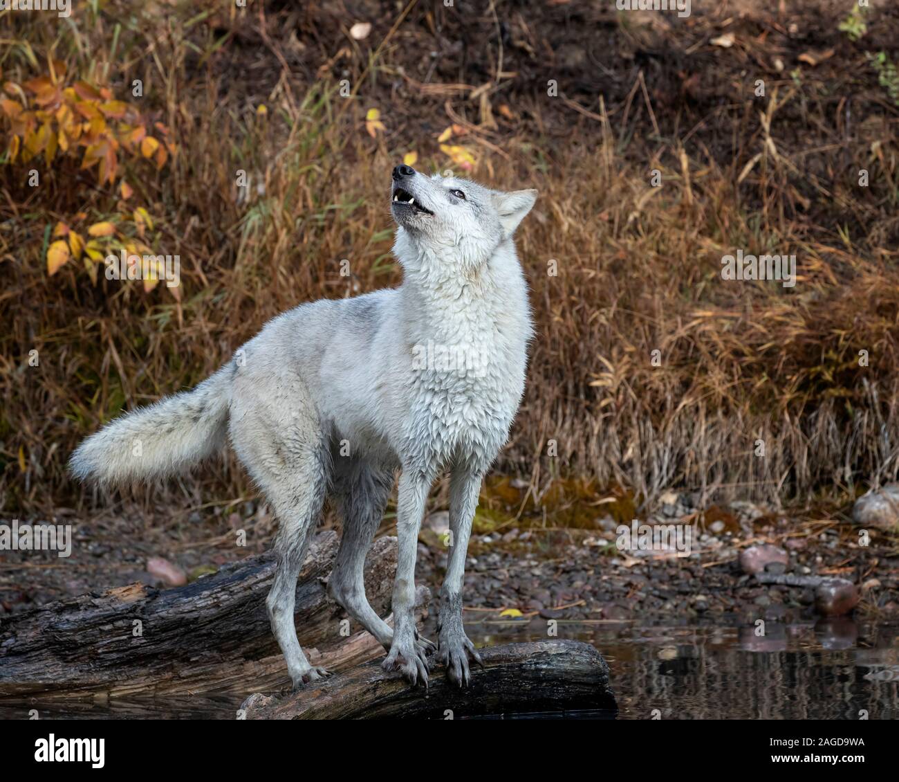 Wolf reflection Stock Photo - Alamy